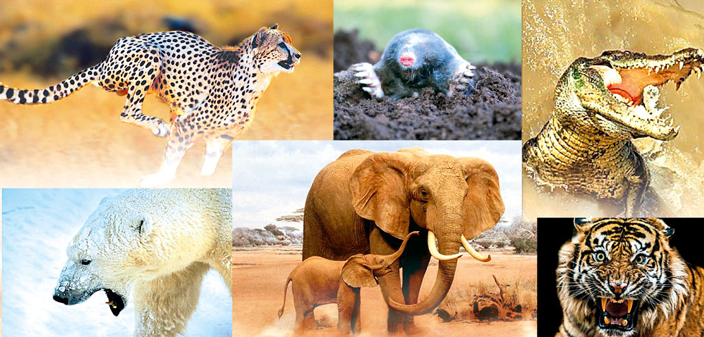 Top Ten De Animales - MegaCLUB